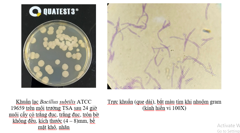 QUATEST 3 triển khai phương pháp định lượng Bacillus subtilis trong chế ...