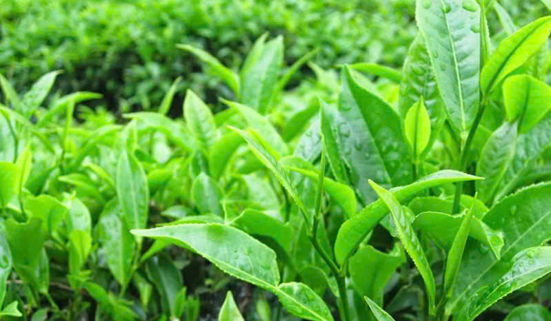 Quyết liệt hỗ trợ tháo gỡ gần 500 container chè Việt Nam bị ách tắc tại ...